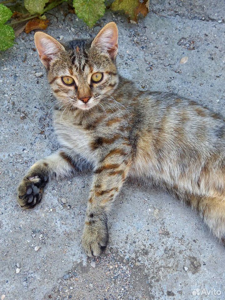 Котенок - крысолов