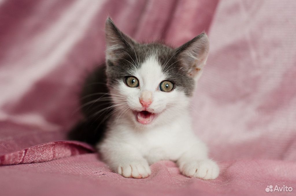 Тедди - белый котенок с темными ушками 2.5 мес