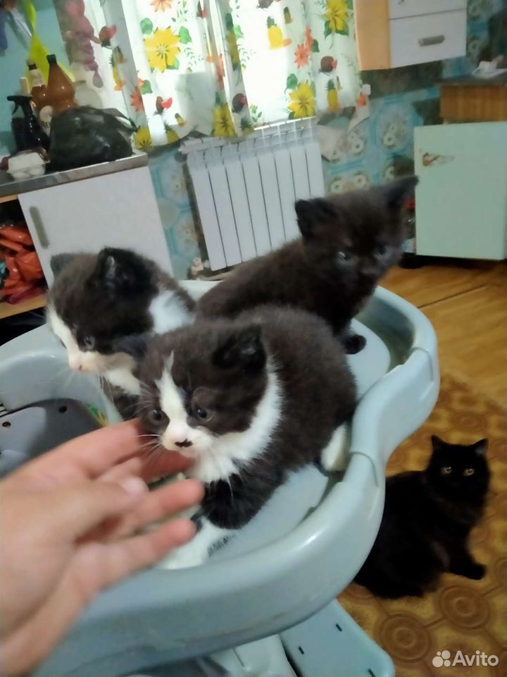 Котята