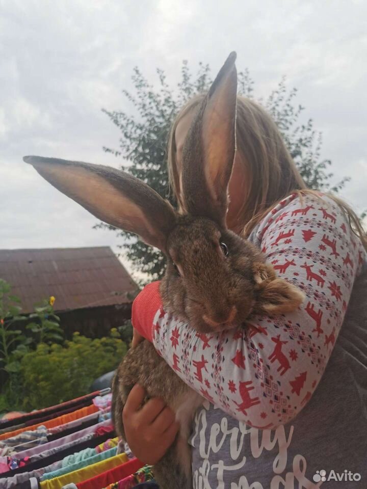 Ручные кролики