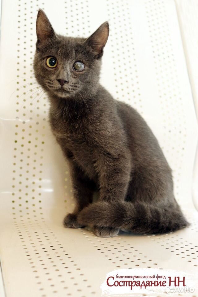 Особенный котенок в добрые руки