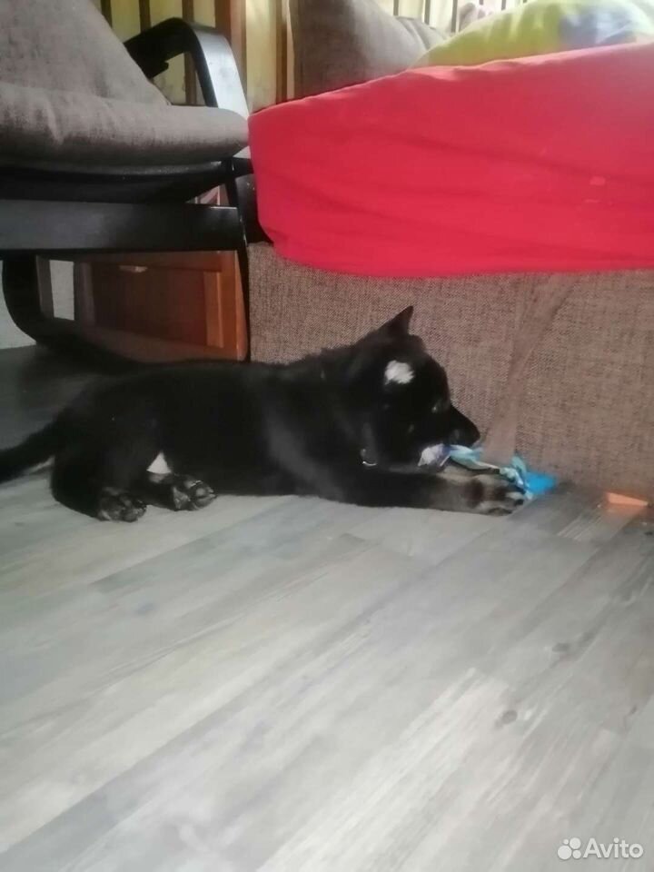 Щенок немецкой овчарки