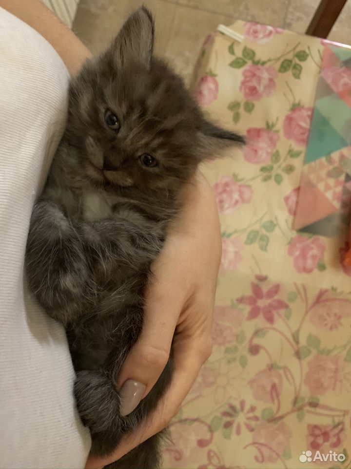 Котенок (девочка) в добрые руки бесплатно