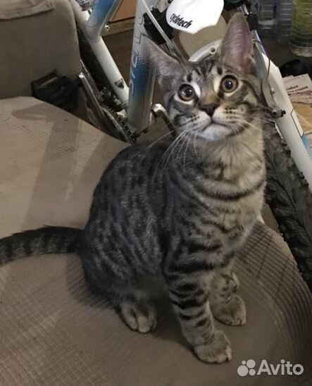 Саванна ф5 котик ждет родителей