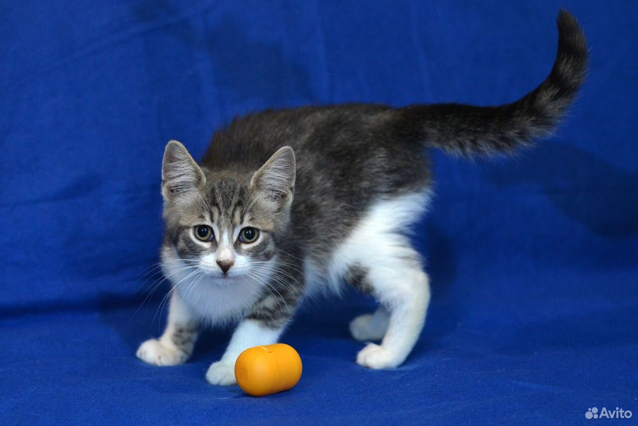 Котята приюта ищут дом