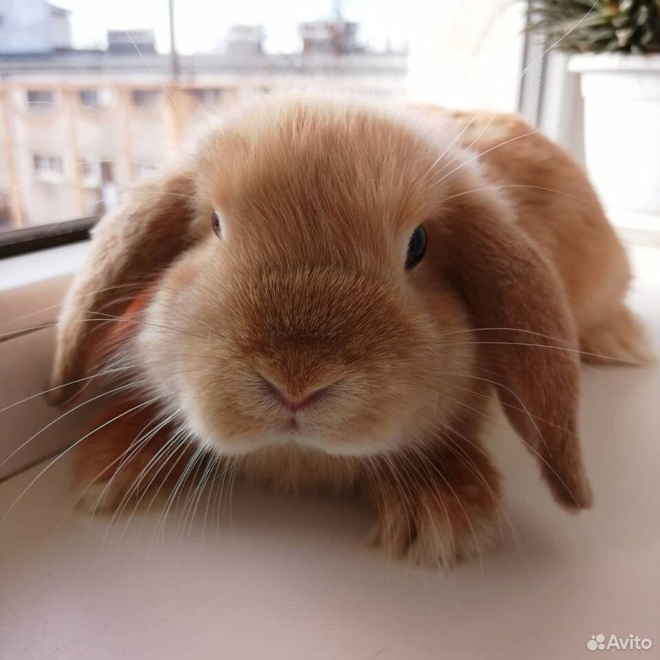 Кролик (вязка)