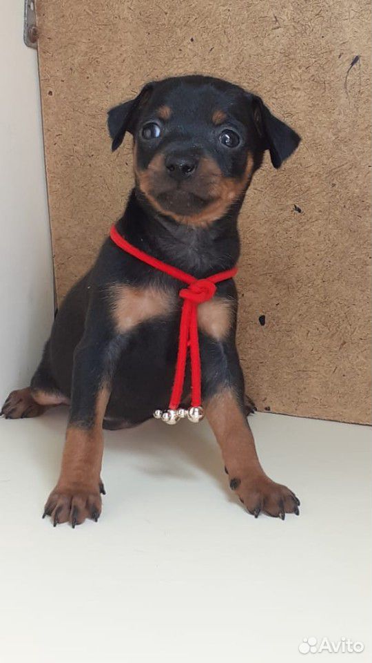 Цвергпинчер щеночки