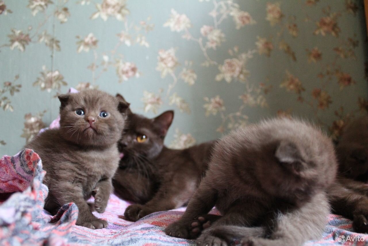 Шотландские котята шоколадного окраса