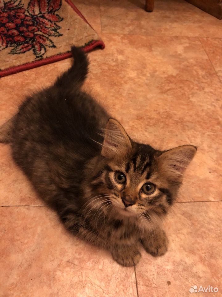 Котёнок ищет дом