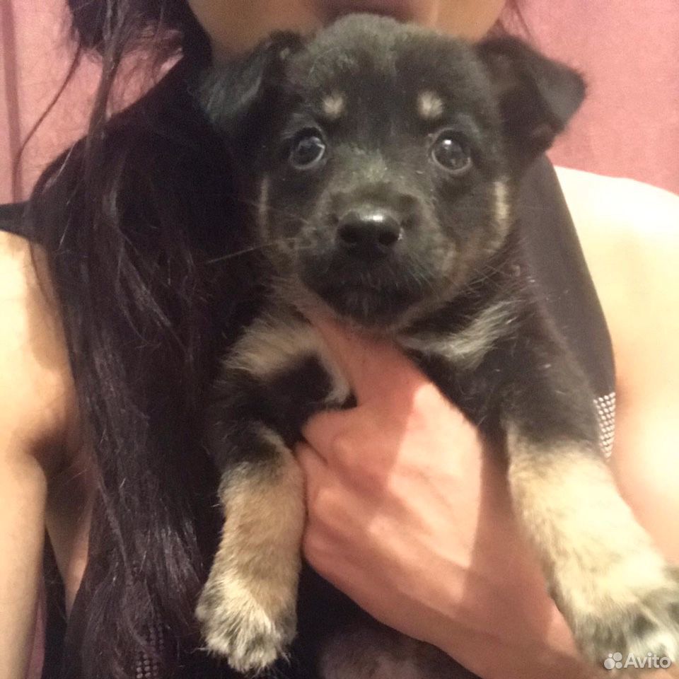 Щеночки-комочки 2,5 месяца