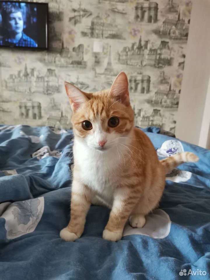 Кошка