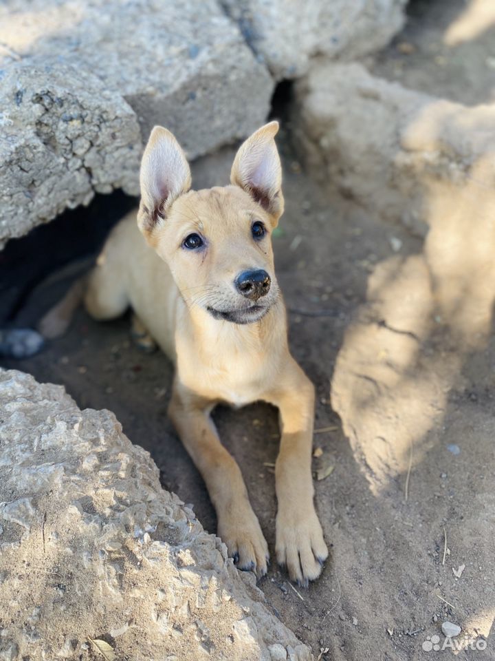 Помесь со Стаффом в добрые ручки