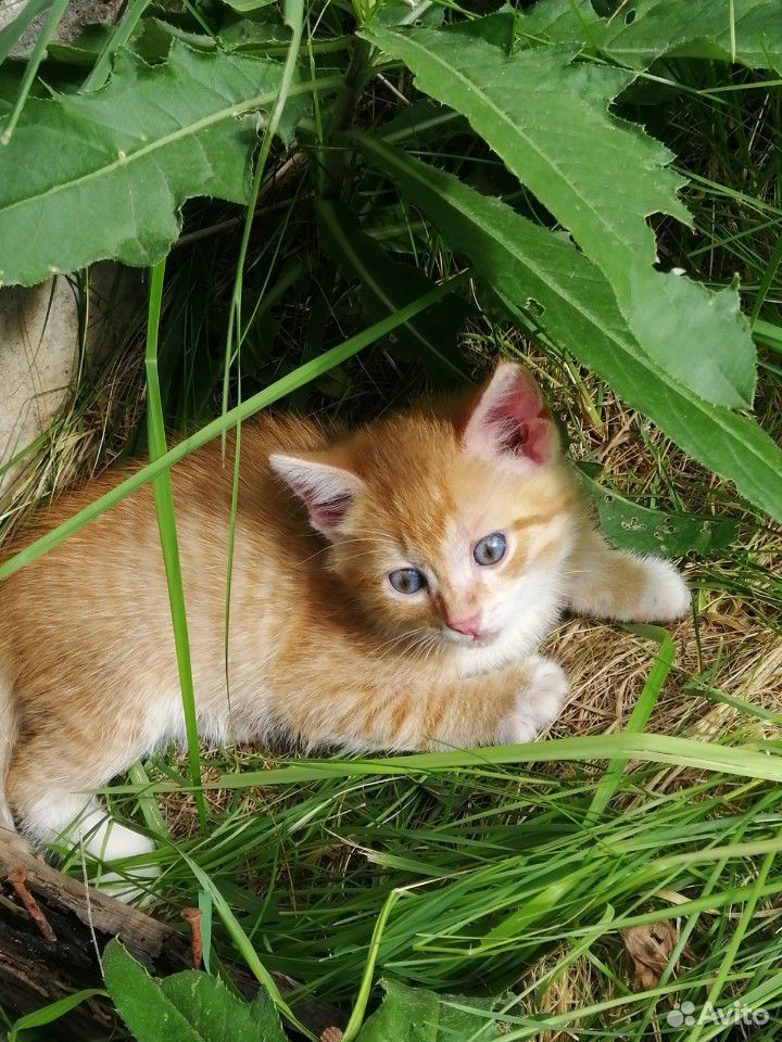 Рыжий котёнок
