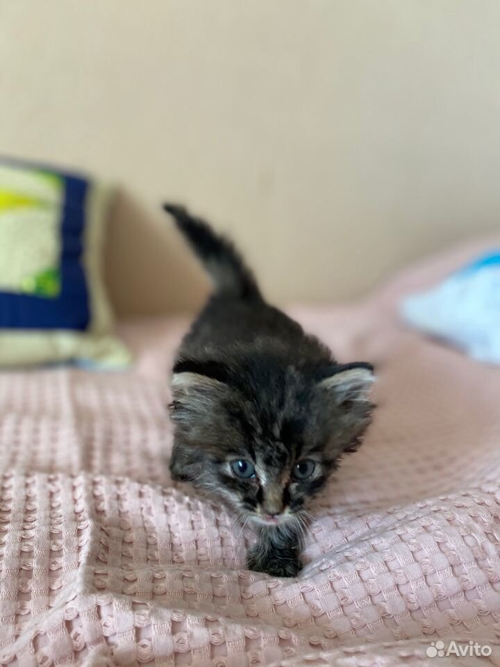 Котенок меньше месяца