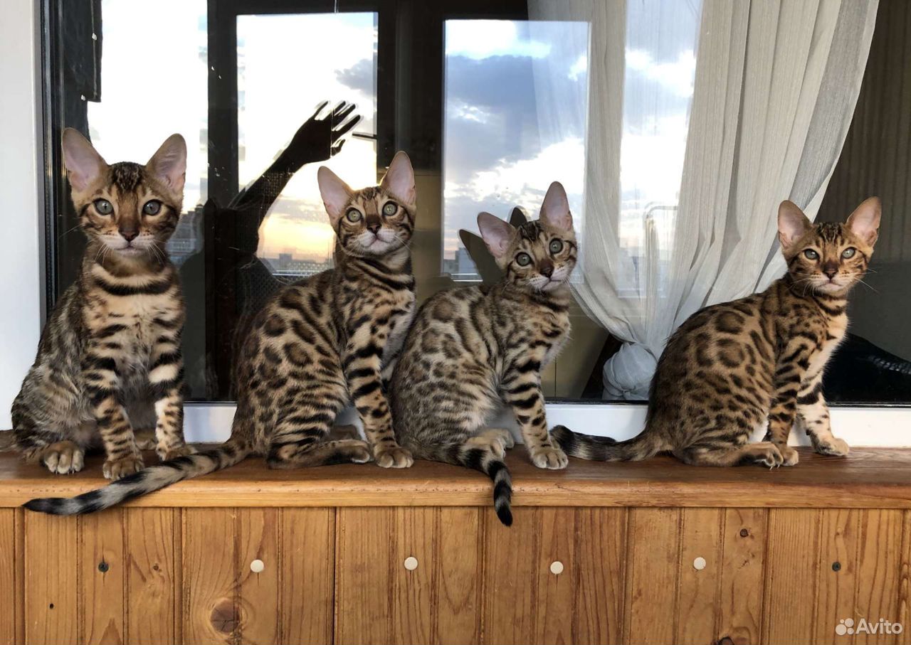 Котята