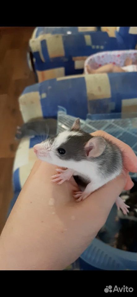 Малыши крысята