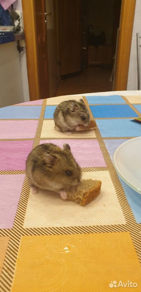 Хомяки джунгарики
