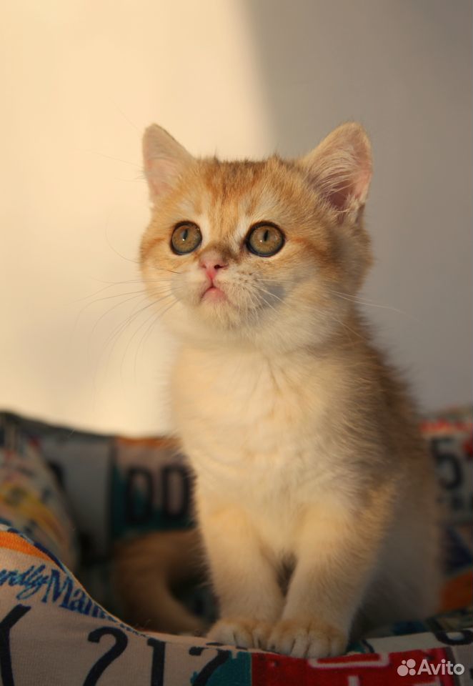 Британский котик NY11