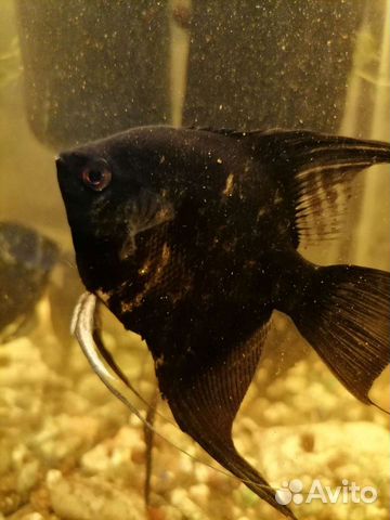 Скалярии 3шт