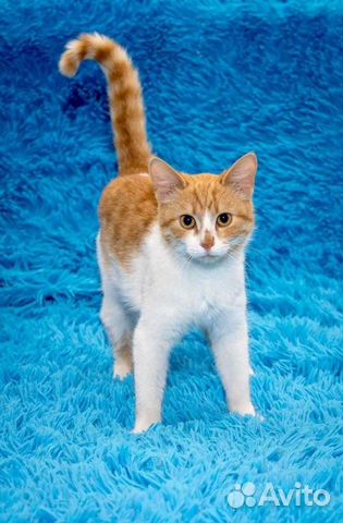 Красавица Милана