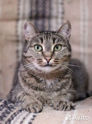 Кошка в добрые руки