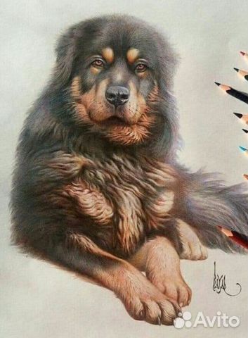 Бурят-монгольский волкодав(Хотошо,Банхар