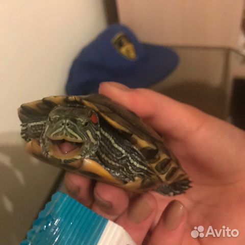 Две отличные черепашки