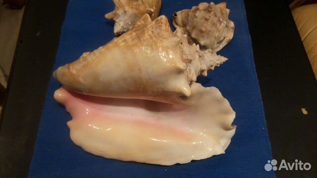 Морские раковины