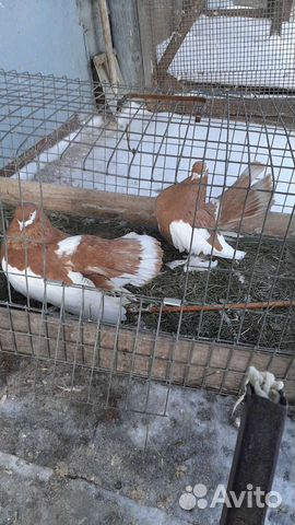 Волжские ленточные голуби