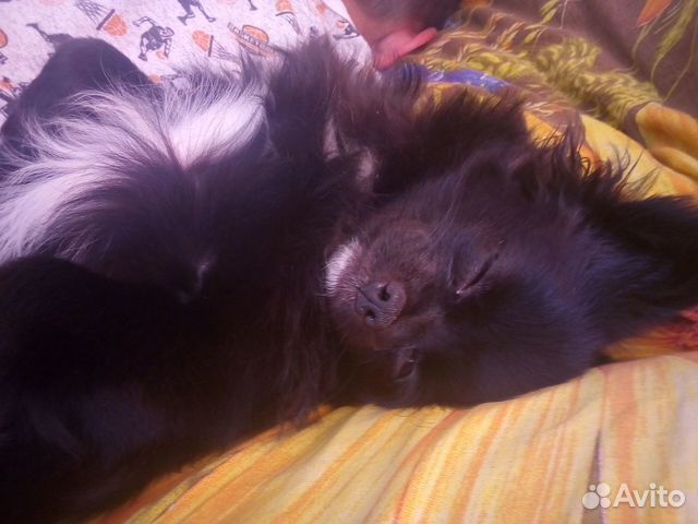 Померанский шпиц девочка