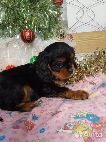 Щенки кавалера к празднику и не только