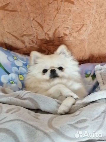 Шпиц девочка для вязки