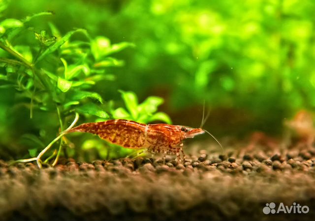 Креветки вишня