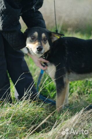 Молодая собака