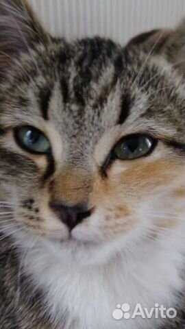 Ласковая мурчалка