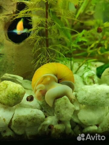 Ампулярии улитки аквариумные