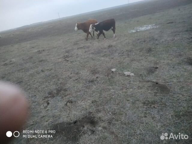 Тёлки герефорды