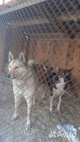 Щенки лайки