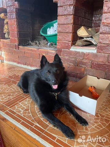 Бельгийская овчарка (шипперке) для вязки