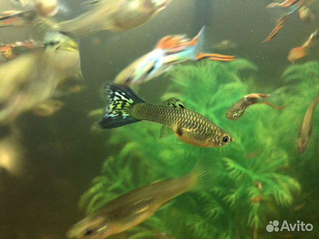 Аквариумные рыбки гуппи