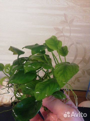 Трава для аквариума. Прополка