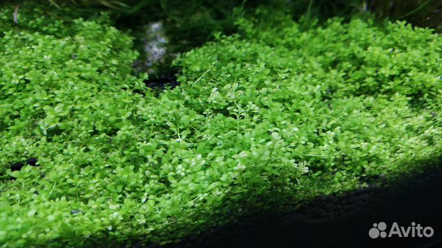 Хемиантус Куба