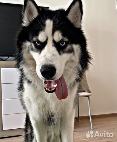 Сибирский хаски