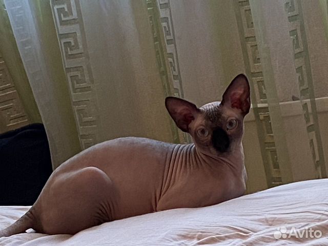 Канадский сфинкс кот продам