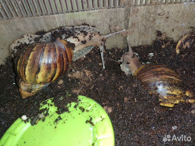 Улитки Ахитины