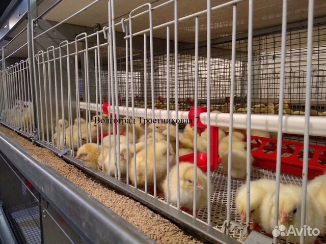 Цыплята бройлеры кобб 500 700 рос 308 Без предопла