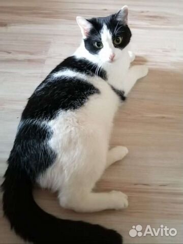 Мурочка отдам в добрые руки. Доставка