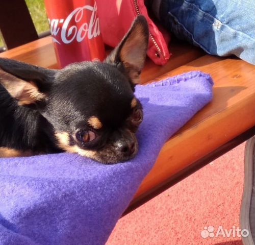 Вязка чихуахуа