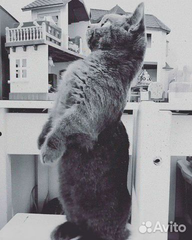 Котенок манчкин