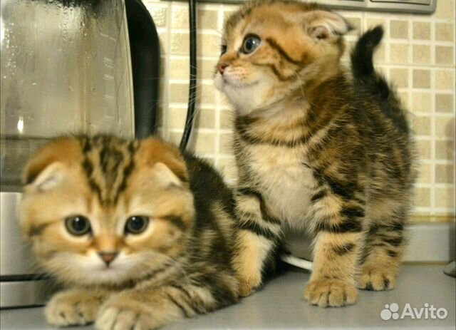 Шотландские Суперкотята тигрята для Любимых